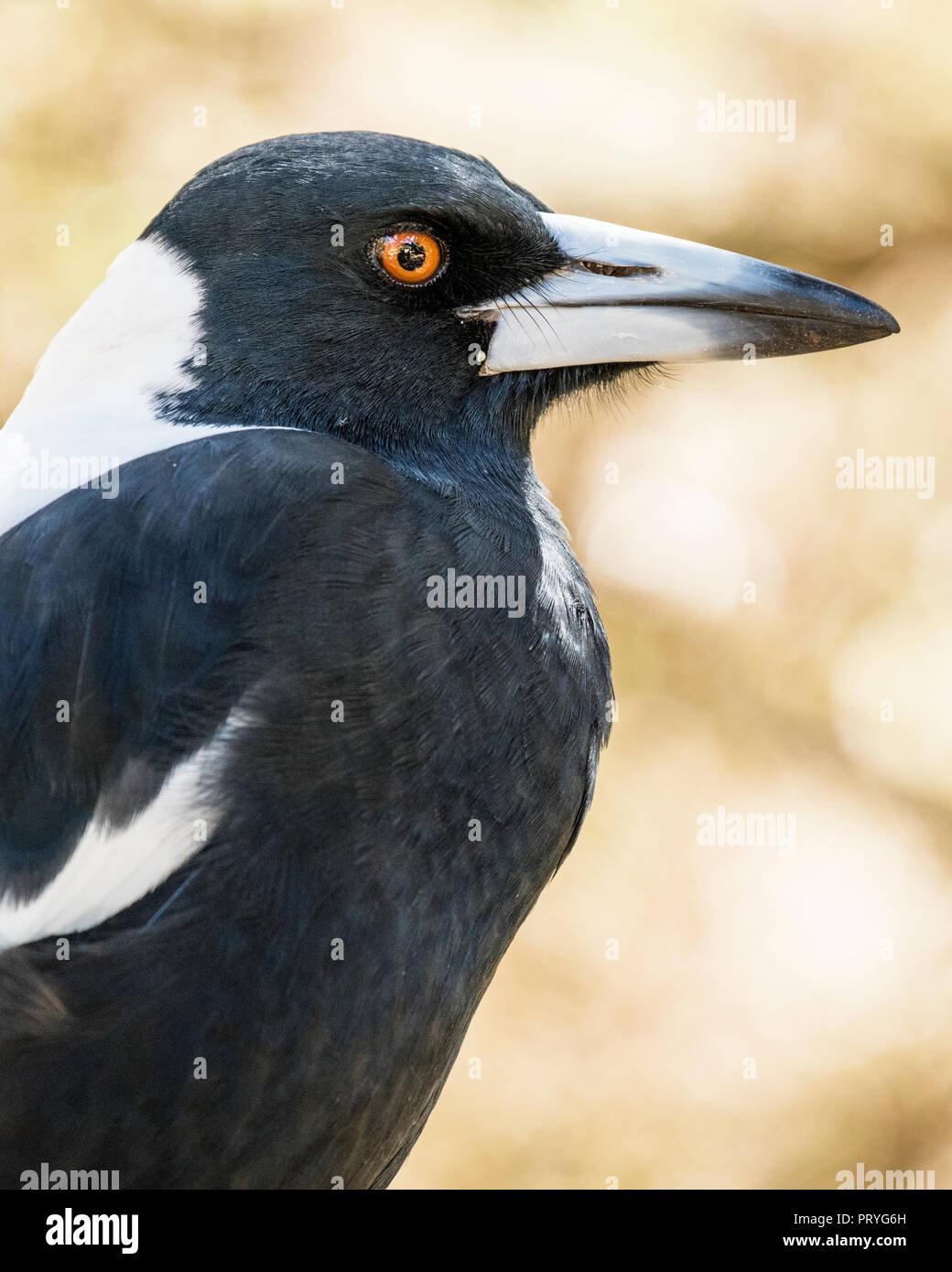 Australian magpie (Gymnorhina tibicen), animal portrait, South ...