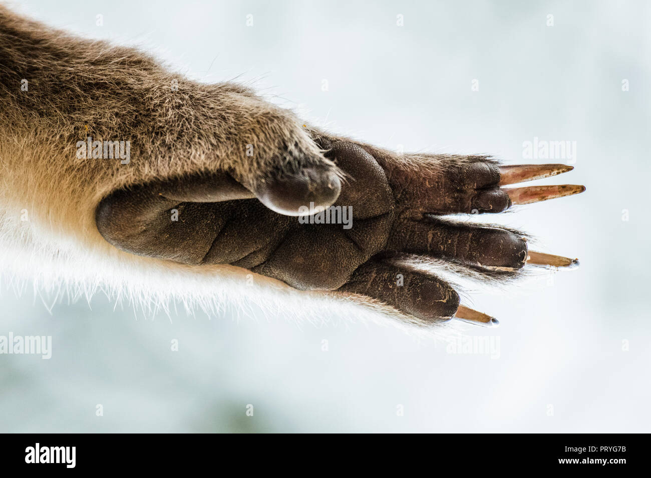 Koala (Phascolarctos cinereus), hind paw, close-up, South Australia ...
