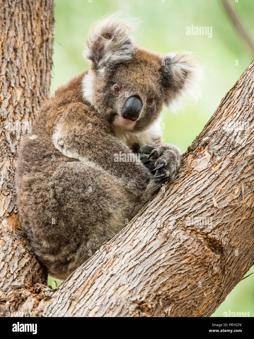 South australian koala hi-res stock photography and images - Alamy