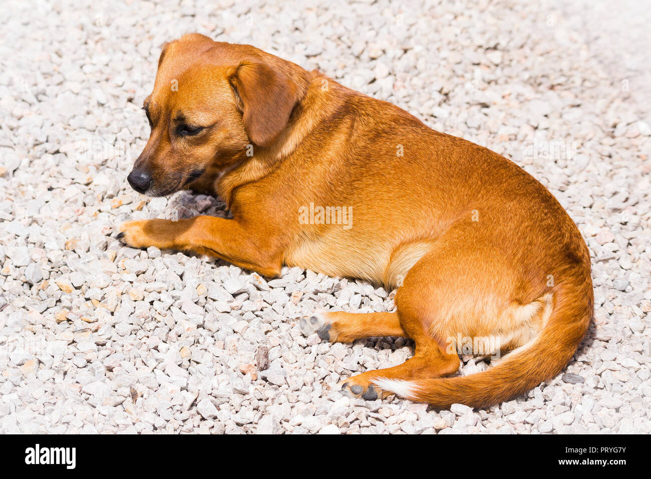 Lying dog hi-res stock photography and images - Alamy