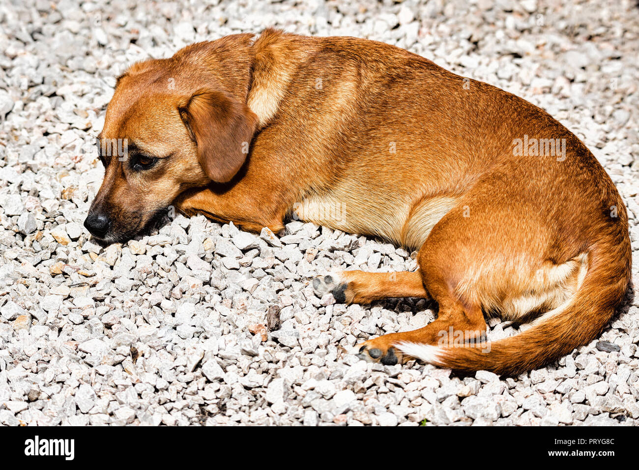 Lying dog hi-res stock photography and images - Alamy