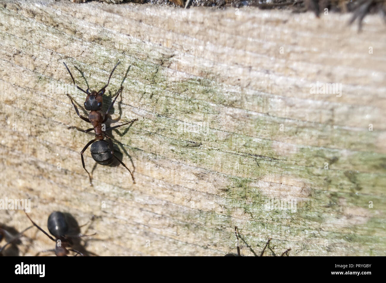 An ant rudnica hi-res stock photography and images - Alamy