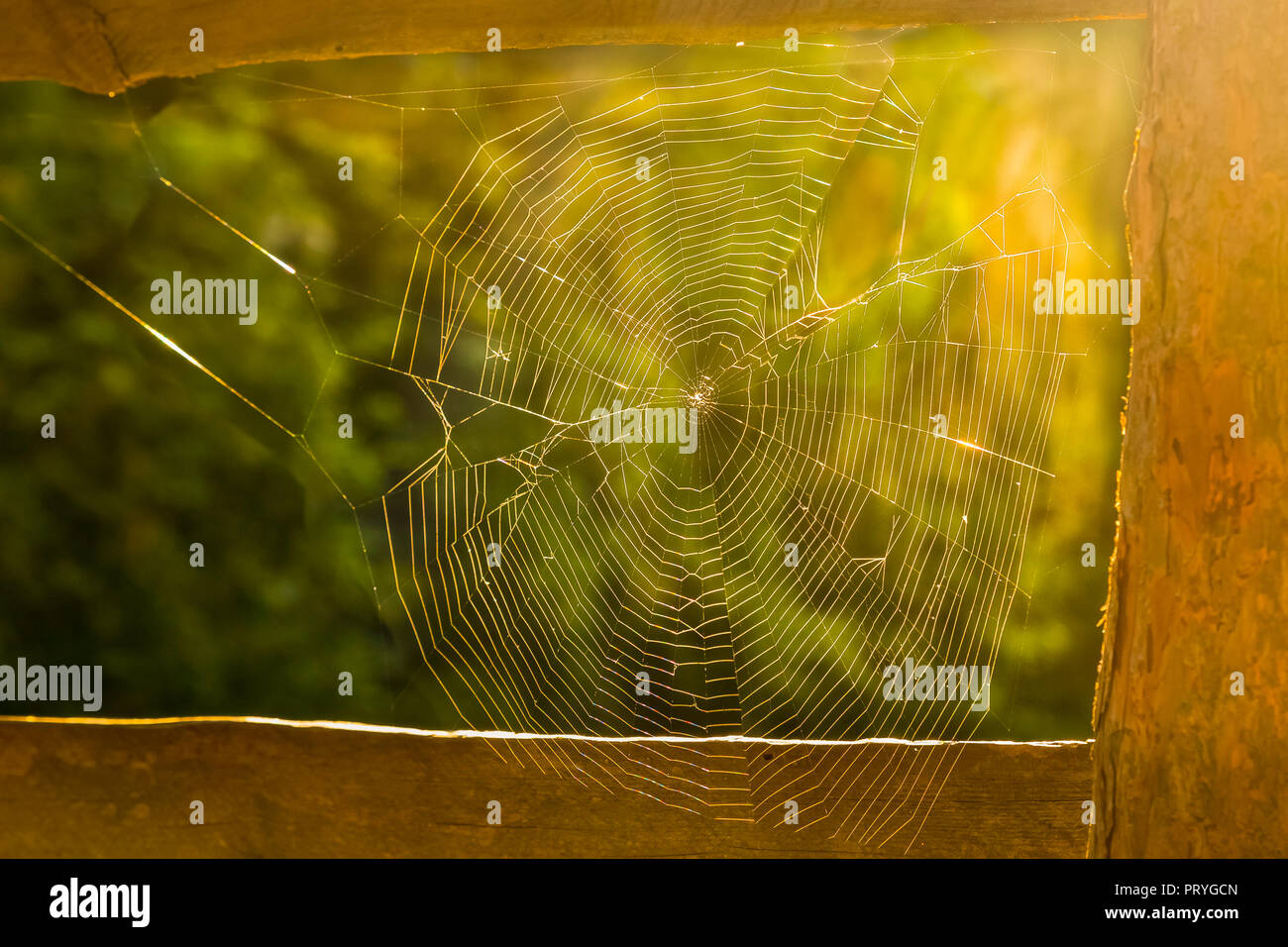 Insekten spinne hi-res stock photography and images - Alamy