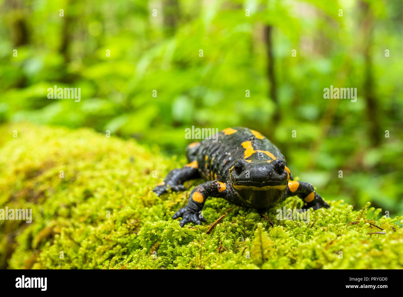Fire salamander (Salamandra salamandra), runs in moss, Berchtesgadener ...