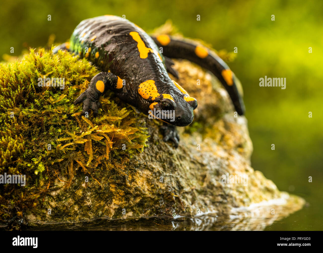 Fire salamander (Salamandra salamandra), sits on mossy stone by the ...