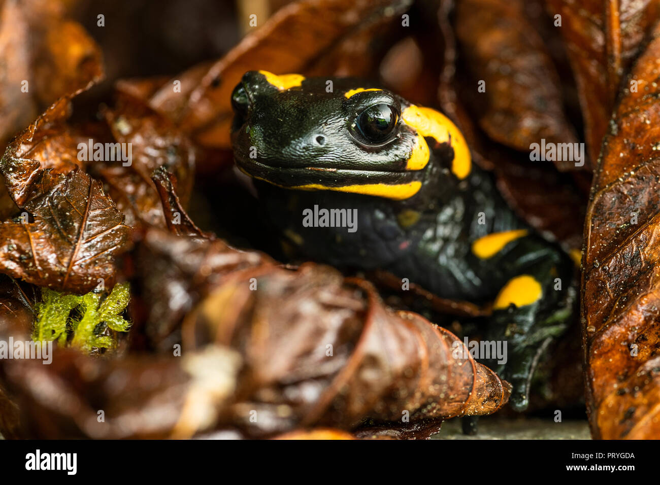 Fire salamander (Salamandra salamandra), sits in leaves, animal ...