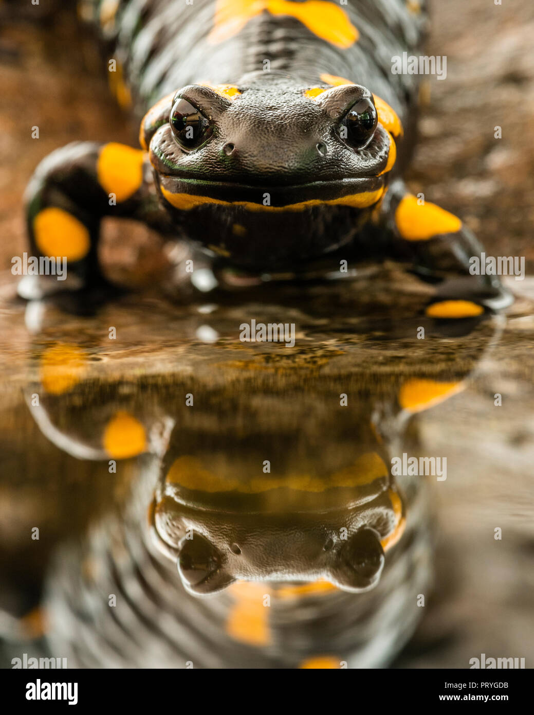 Fire salamander (Salamandra salamandra), on the water, animal portrait ...