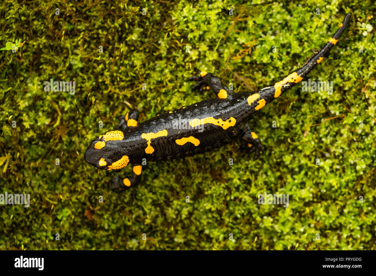 Fire salamander (Salamandra salamandra), runs in moss, Berchtesgadener ...