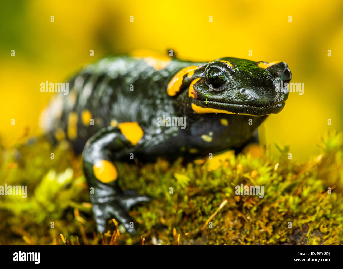 Fire salamander (Salamandra salamandra), sits in the moss, animal ...