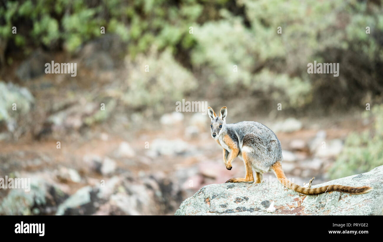 Yellow-footed rock-wallaby (Petrogale xanthopus), sits on rocks, South ...