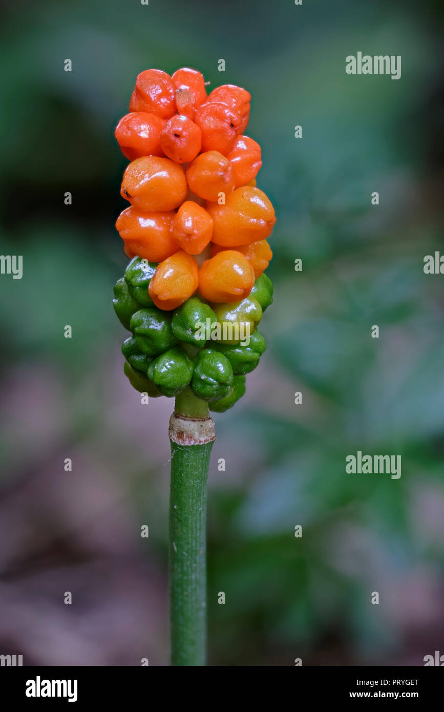 Common Arum (Arum maculatum), unripe and ripe berries, Vienna, Austria ...