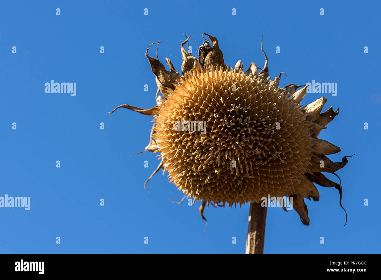 Empty blossom of a dried up Sunflower (Helianthus annuus), blue sky ...