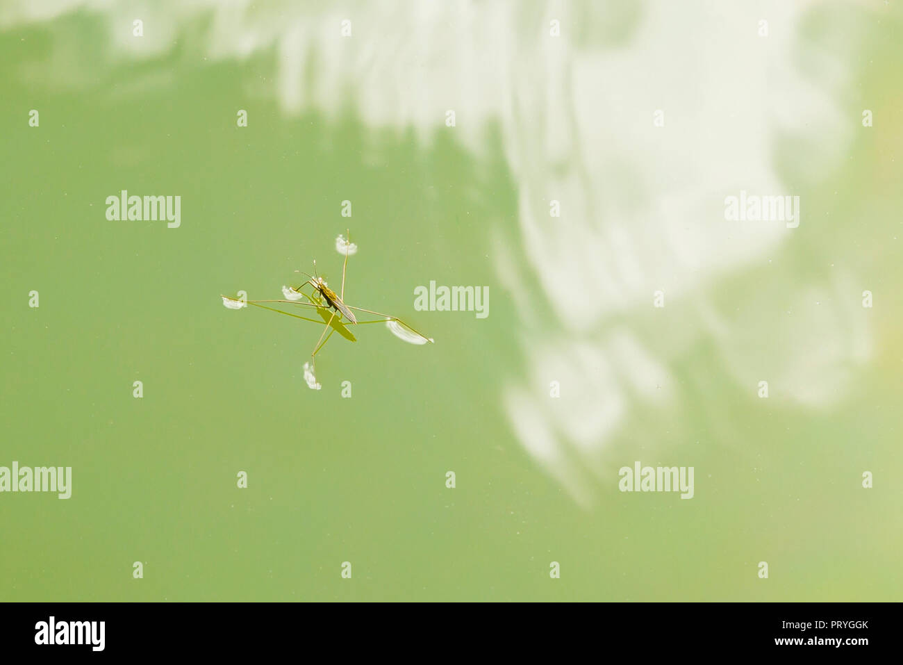Water strider on water surface Stock Photo - Alamy