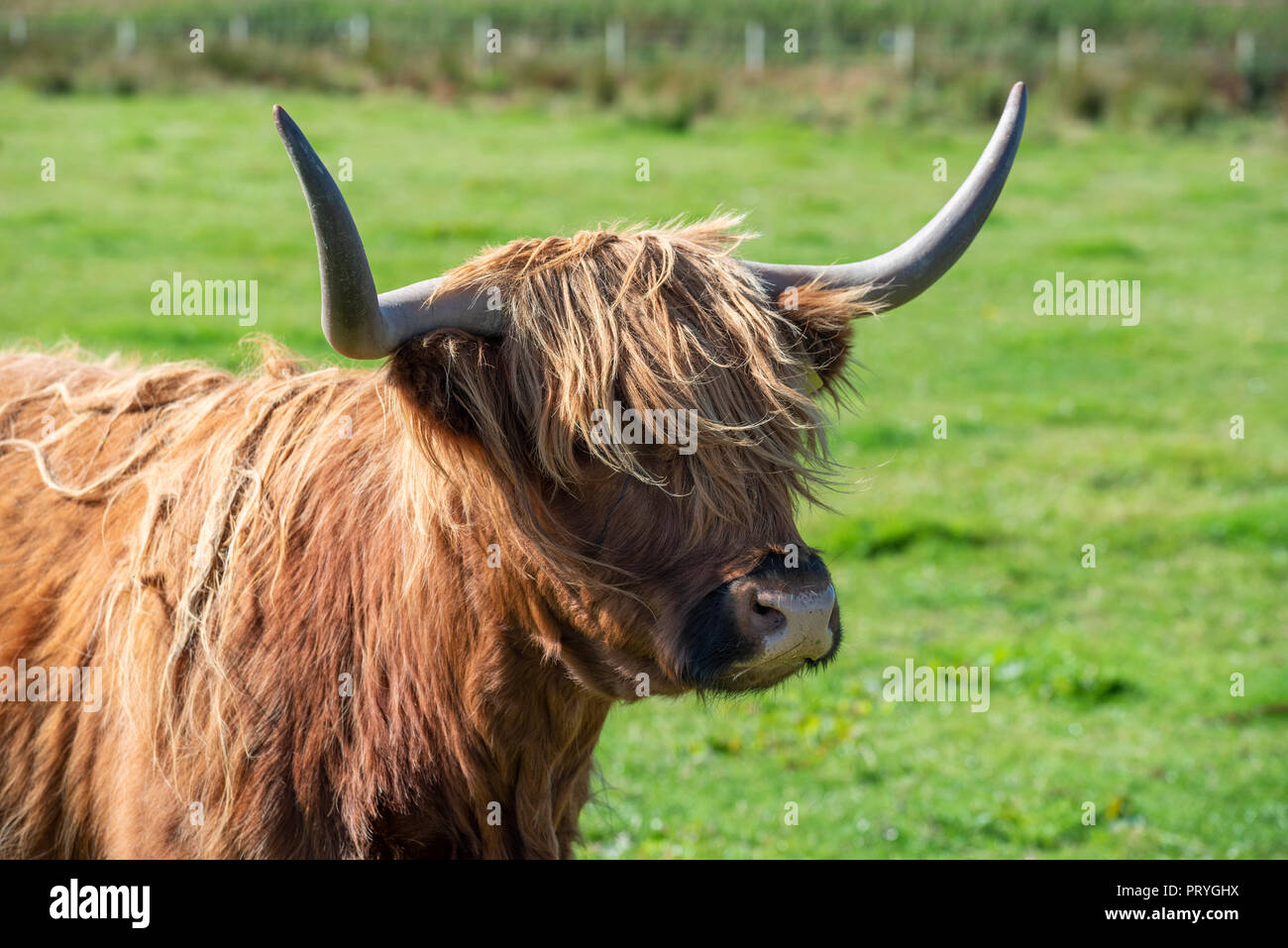Scottish Highland Cattle (Bos taurus), bull on a pasture, animal ...