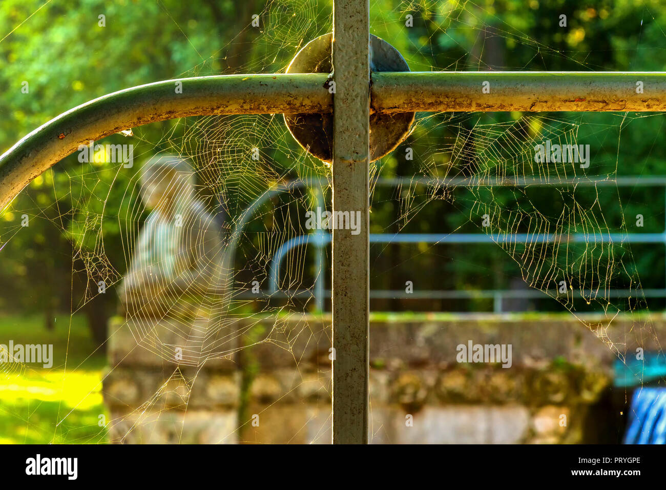 Spider net spinne hi-res stock photography and images - Alamy