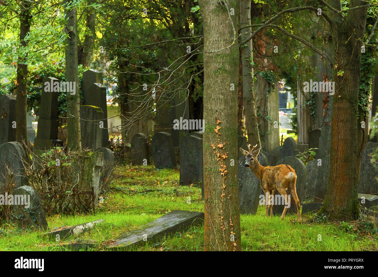 Red deer at graveyard Stock Photo - Alamy