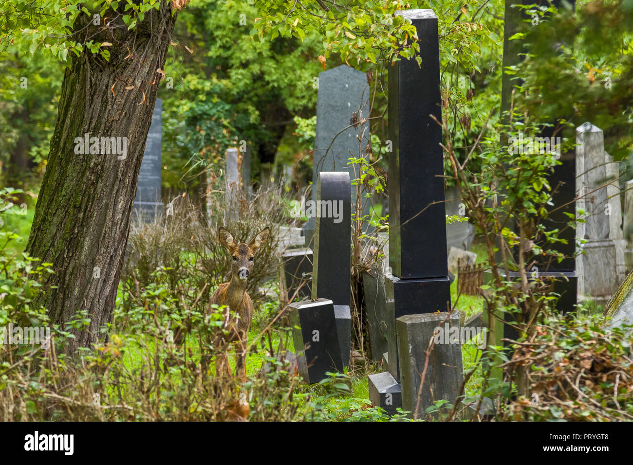 Red deer at graveyard Stock Photo - Alamy