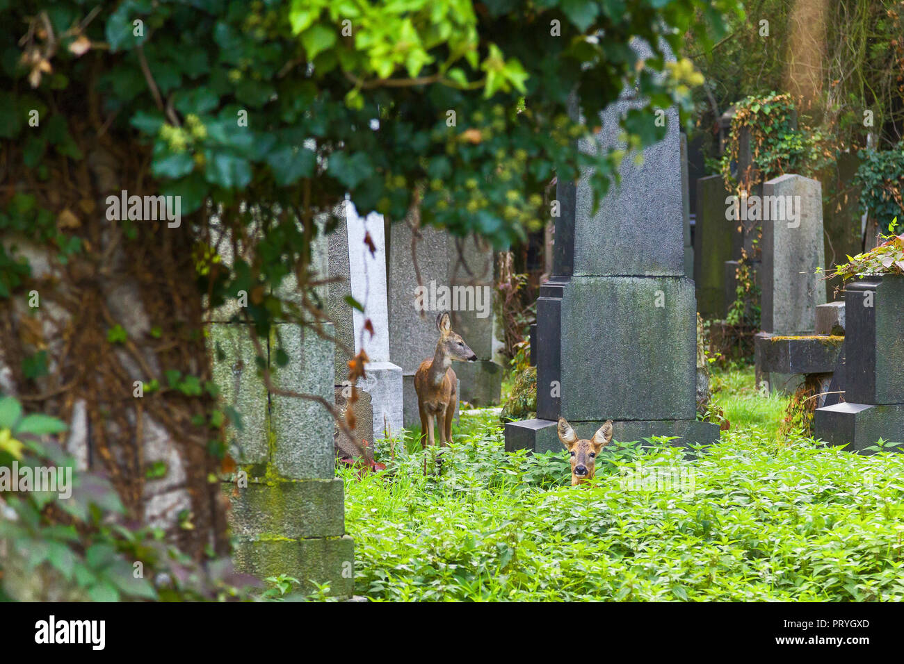 Red deer at graveyard Stock Photo - Alamy