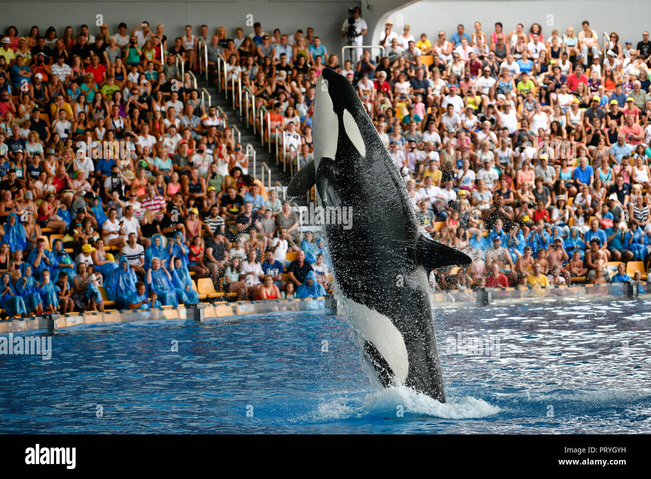 Killer whale (Orcinus orca) in jump, captive, Orca Show, Loro Parque ...