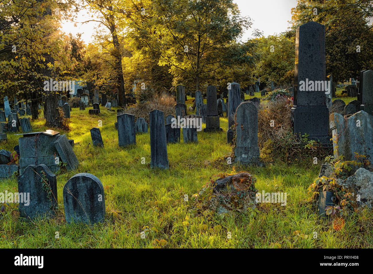 Red deer at graveyard Stock Photo - Alamy