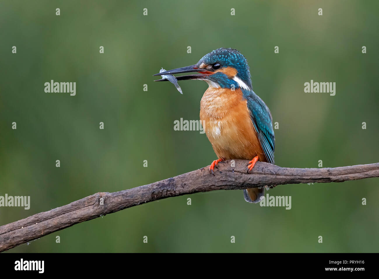 Young perch fish hi-res stock photography and images - Alamy