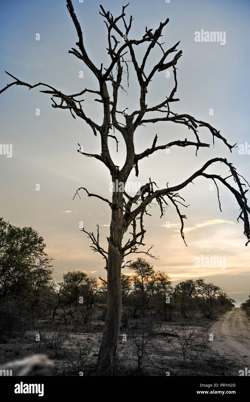 An old decayed tree at Kapama Game reserve safari, Kruger National Park ...