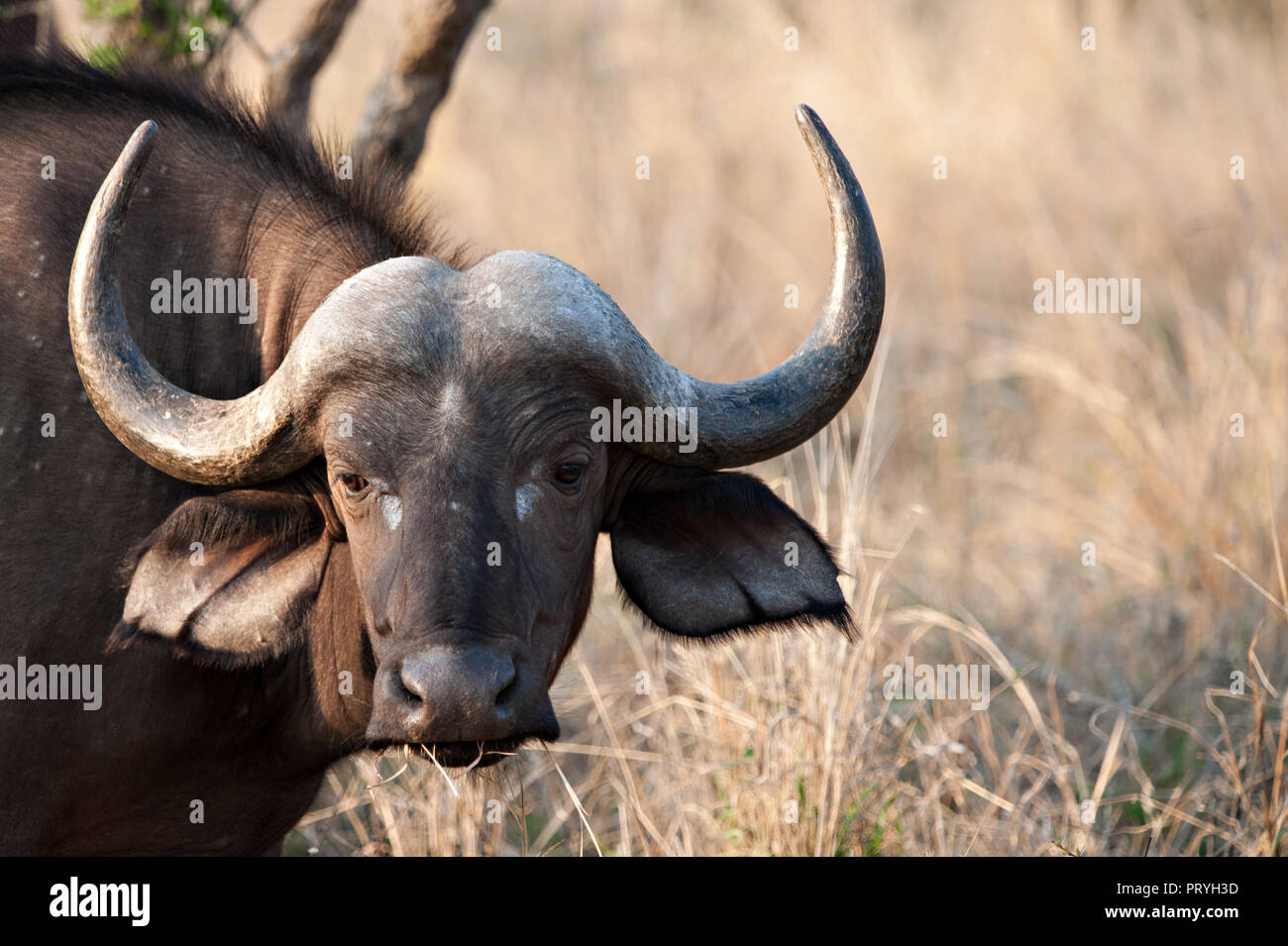 Kapama river hi-res stock photography and images - Alamy