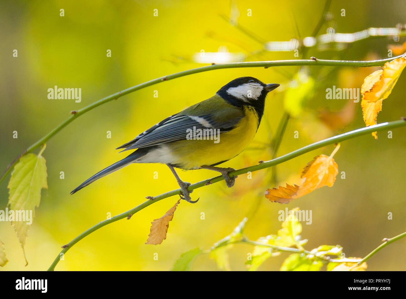 Paridae High Resolution Stock Photography and Images - Alamy
