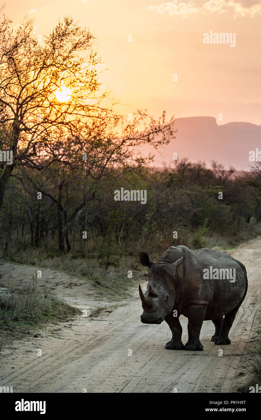 Rhino Hunt High Resolution Stock Photography and Images - Alamy
