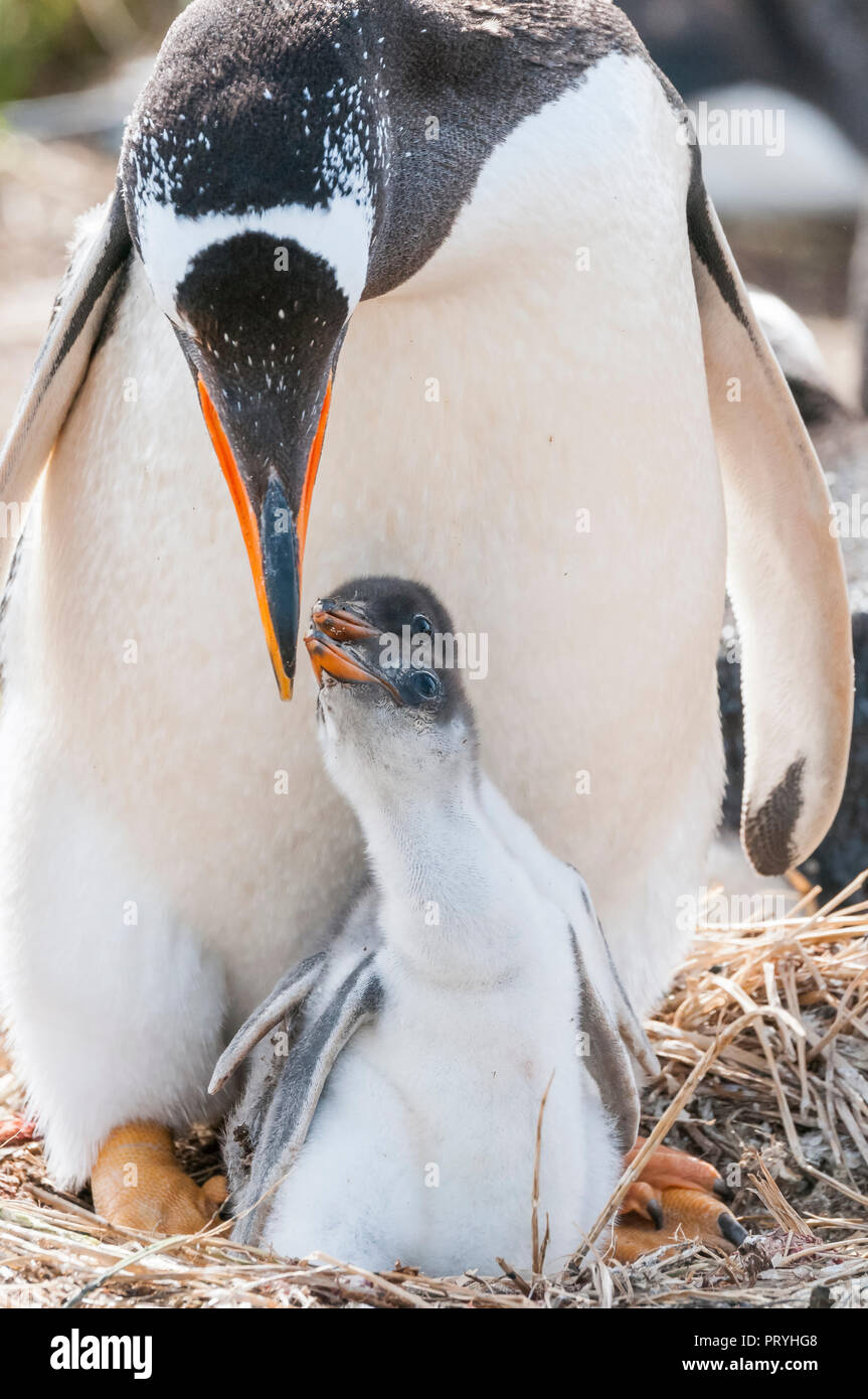 Mother and chick Gentoo penguin in Islas malvinas Stock Photo - Alamy