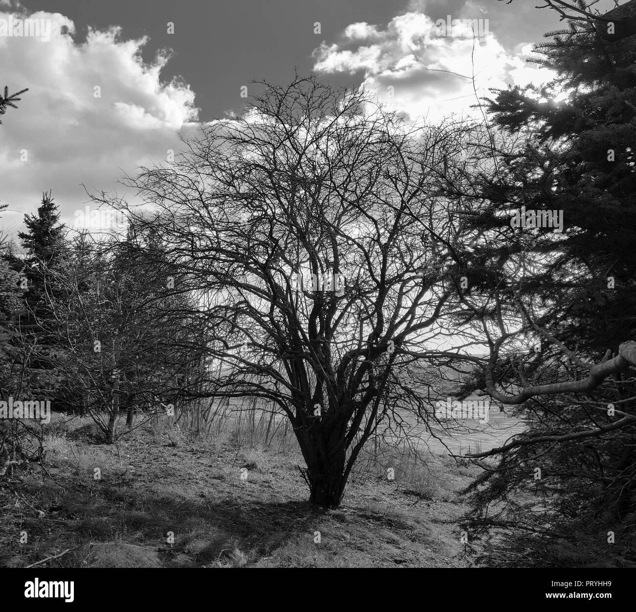Bald tree monochrome Stock Photo - Alamy