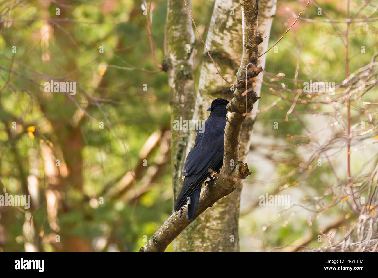 Crow sitting on a branch Stock Photo - Alamy