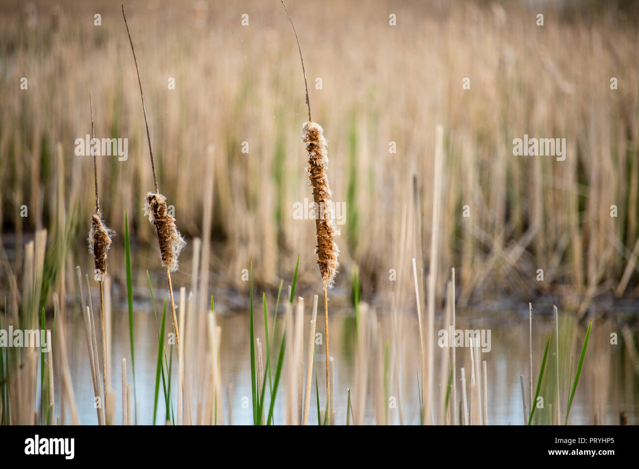 Wetland during the day in spring Stock Photo - Alamy