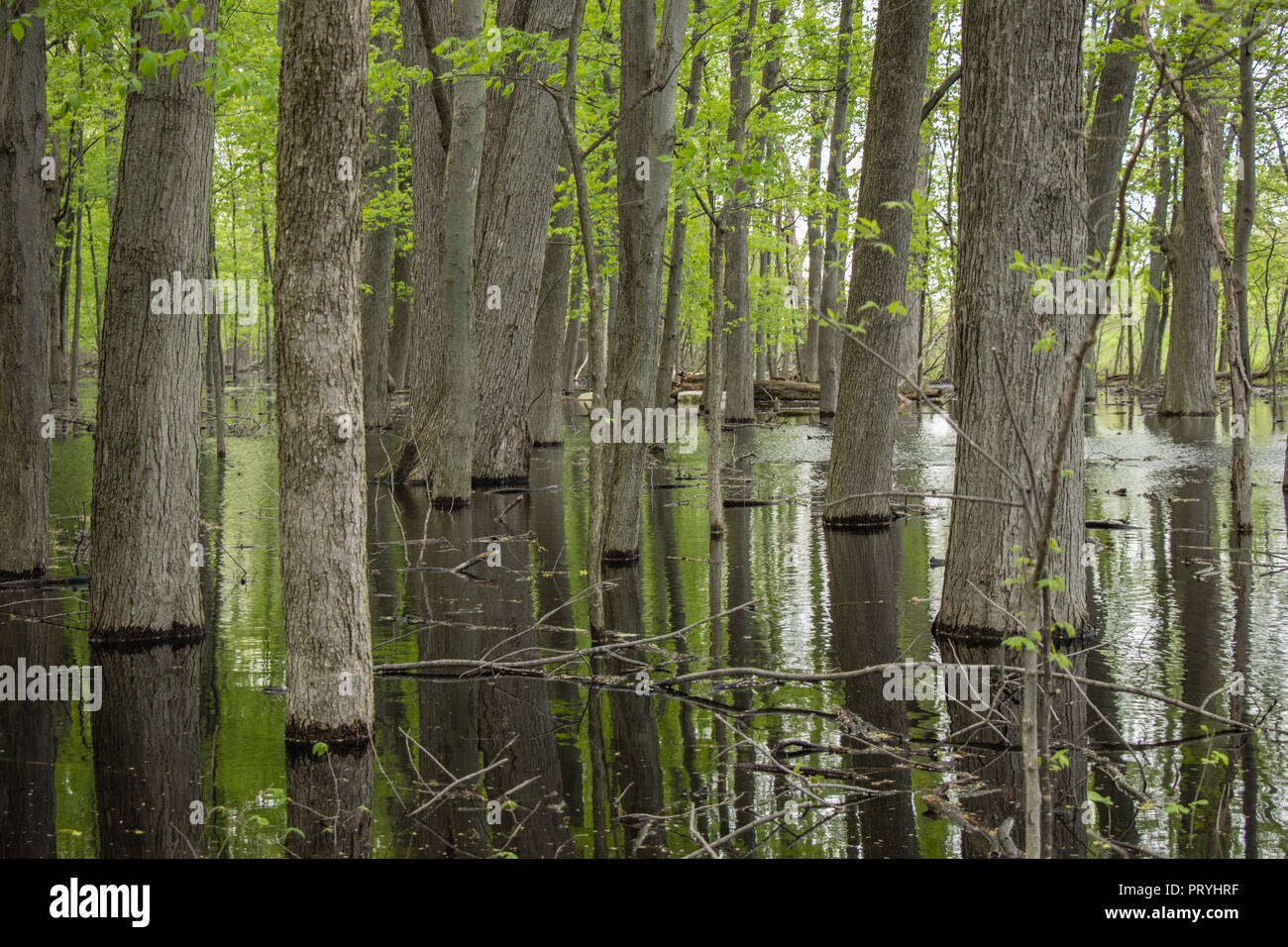 Swampy forest hi-res stock photography and images - Alamy