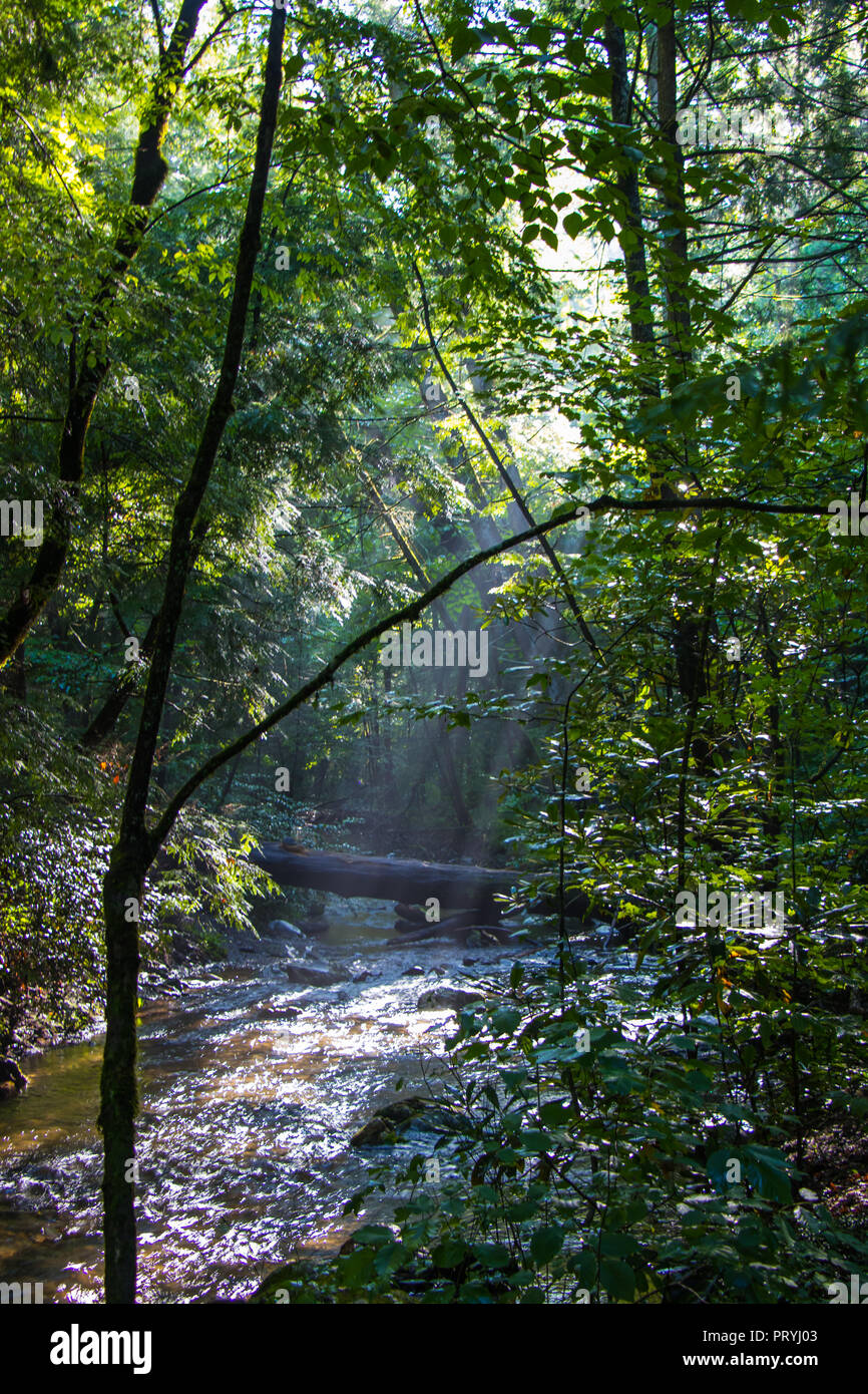 Morning sunbeam in the forest gully Stock Photo - Alamy