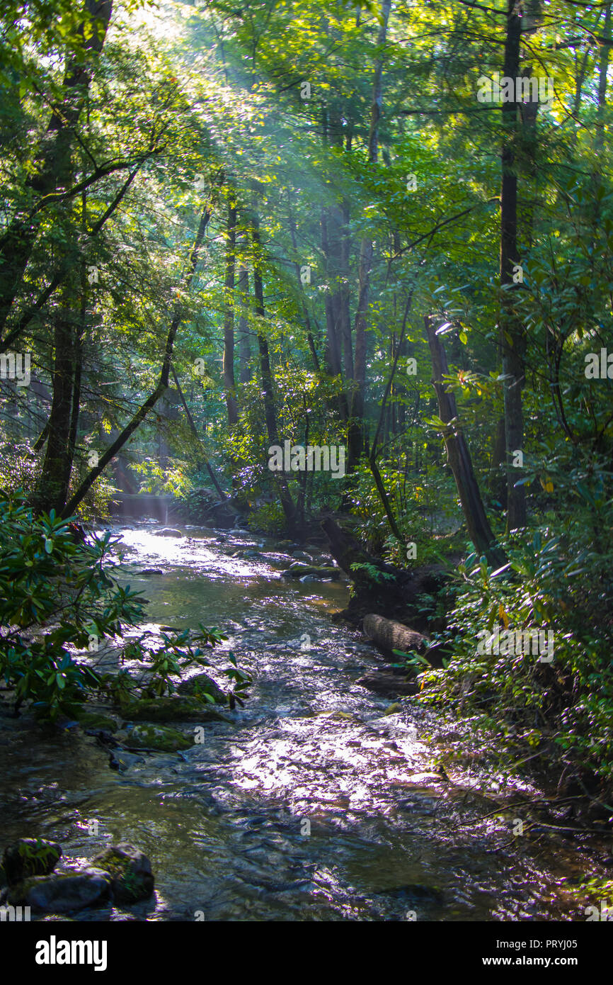 Morning sunbeam in the forest gully Stock Photo - Alamy
