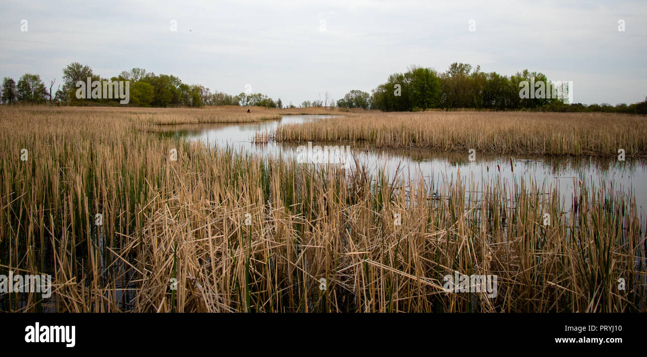 Wetland during the day in spring Stock Photo - Alamy