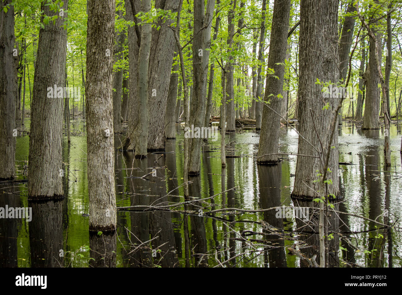 swampy forest in spring Stock Photo - Alamy