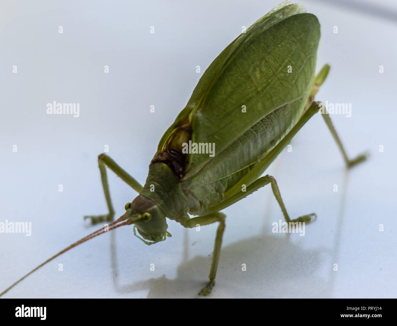 Gigantisk Katydid One Nice Bug Per Day — Giant Malaysian Katydid,