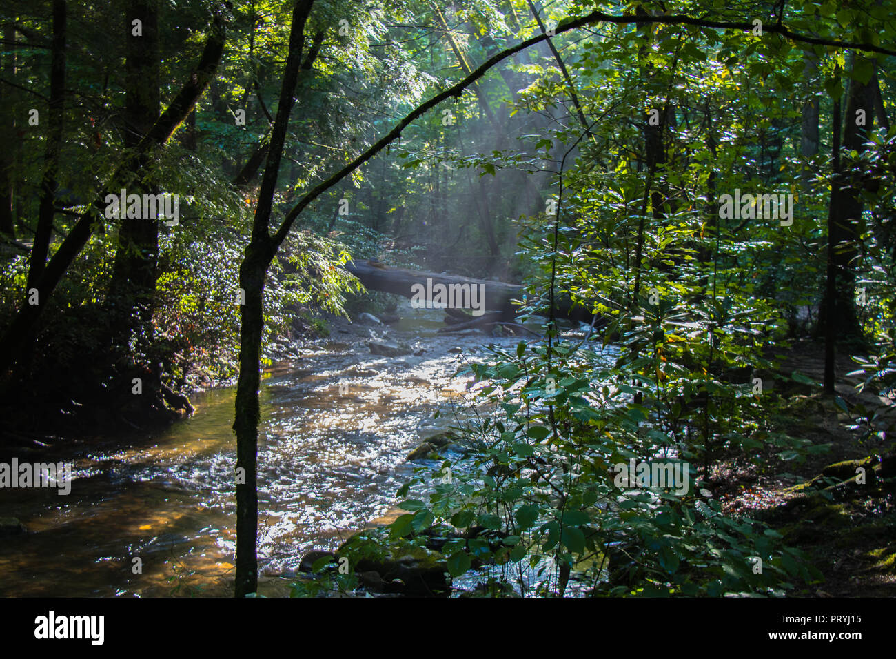 Morning sunbeam in the forest gully Stock Photo - Alamy