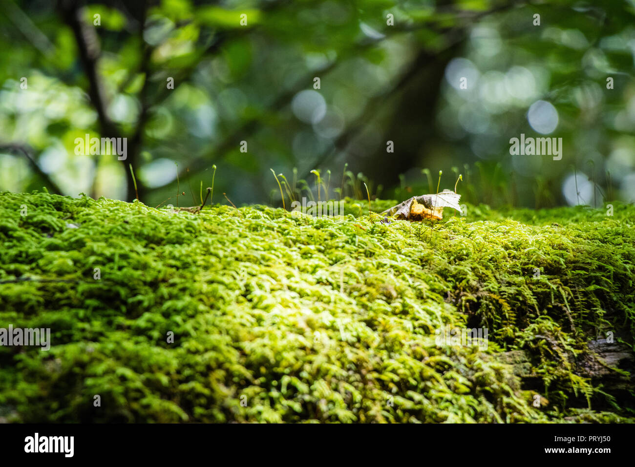 Micro moss image hi-res stock photography and images - Alamy