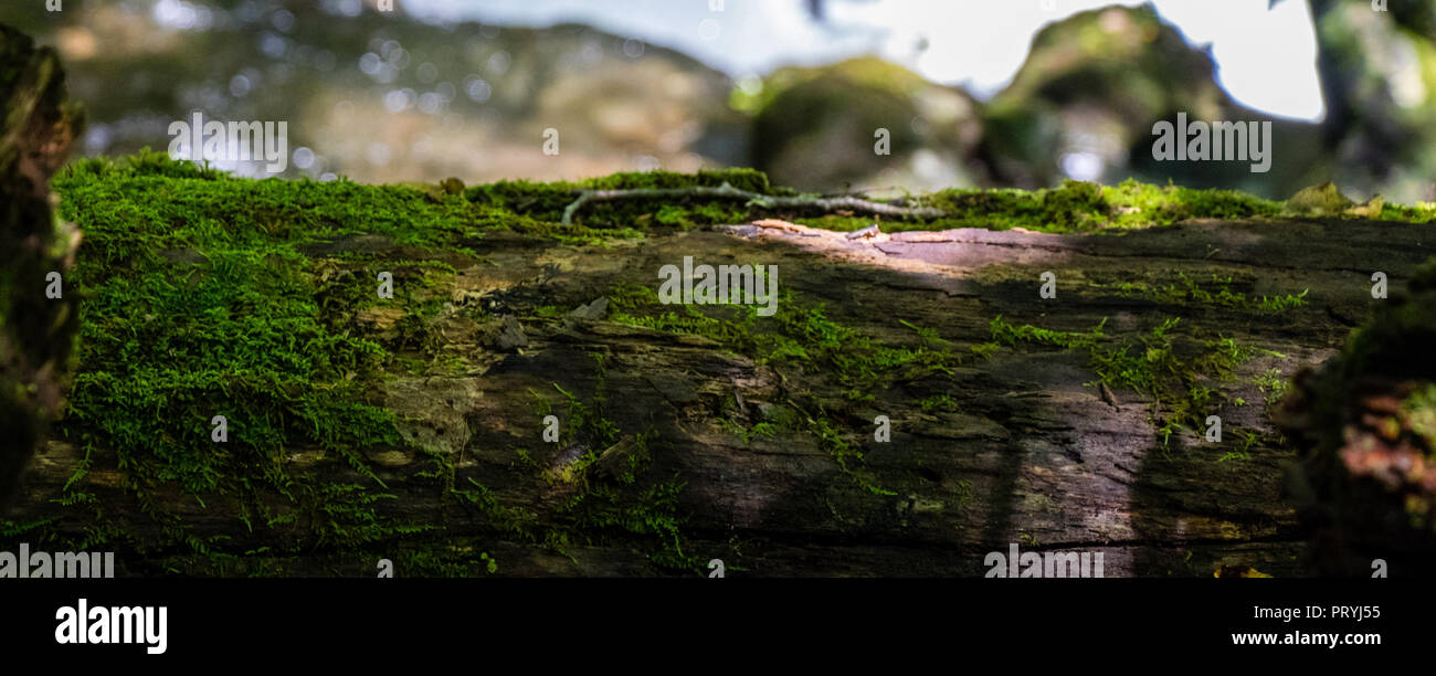 Moss and lichen Stock Photo - Alamy