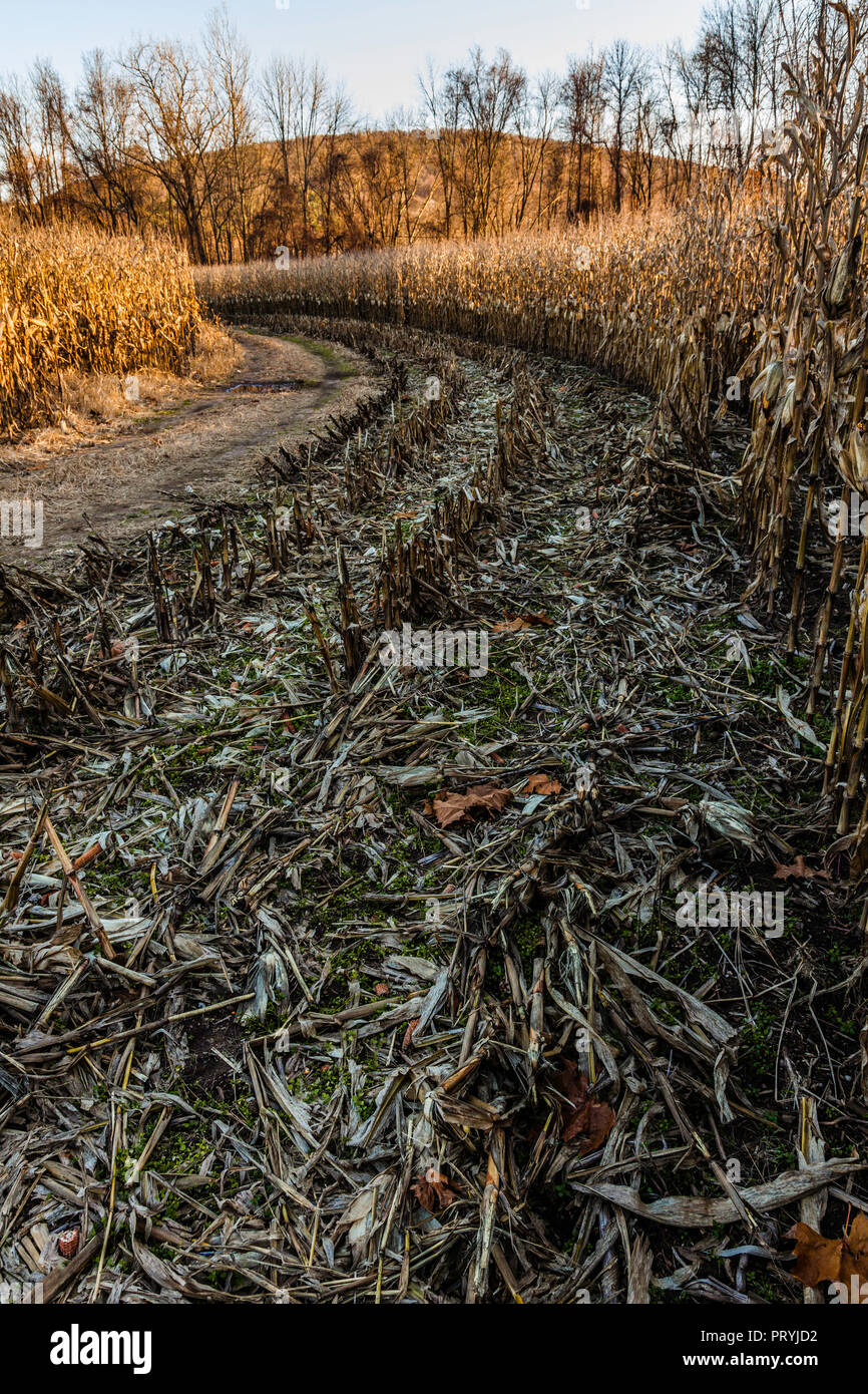 Corn Field Simsbury, Connecticut, USA Stock Photo - Alamy