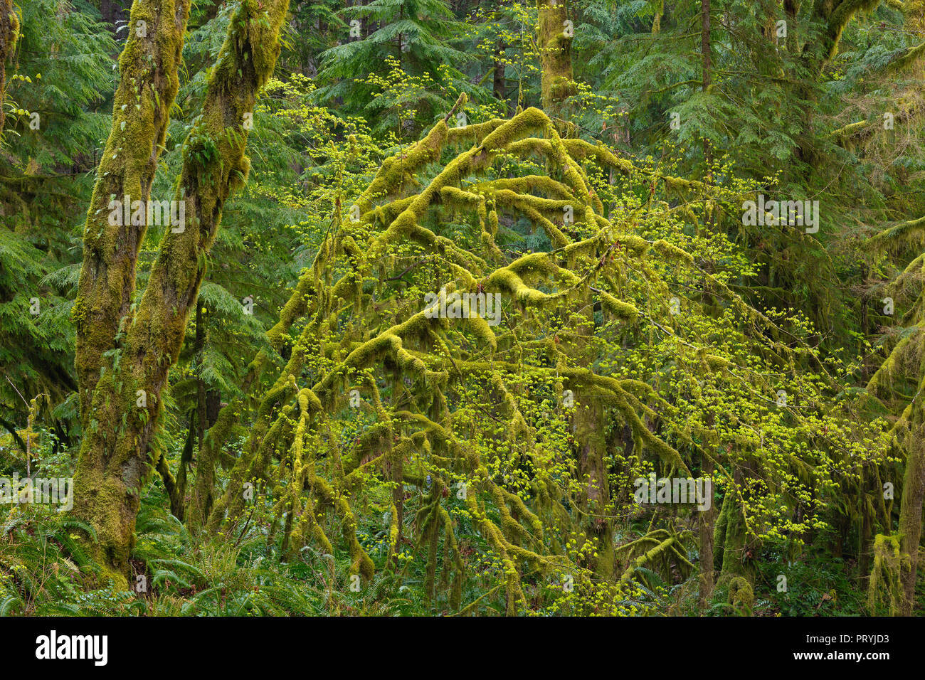 Mount si hi-res stock photography and images - Alamy