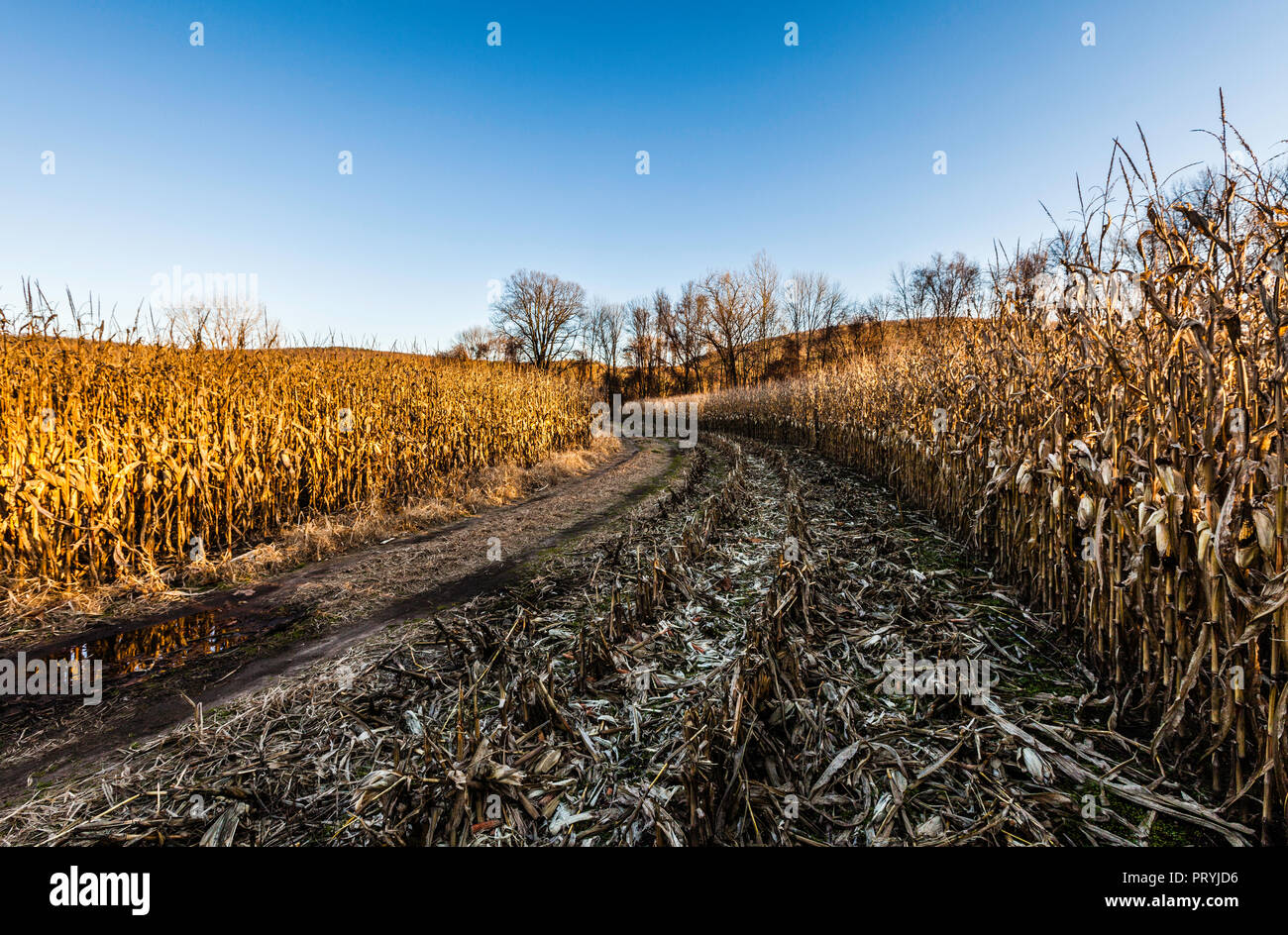 Corn Field Simsbury, Connecticut, USA Stock Photo - Alamy