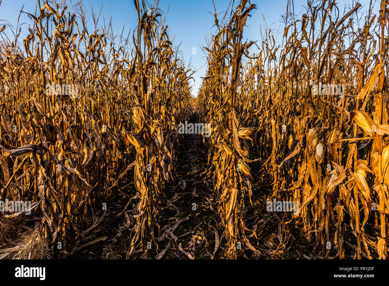 Corn Field Simsbury, Connecticut, USA Stock Photo - Alamy