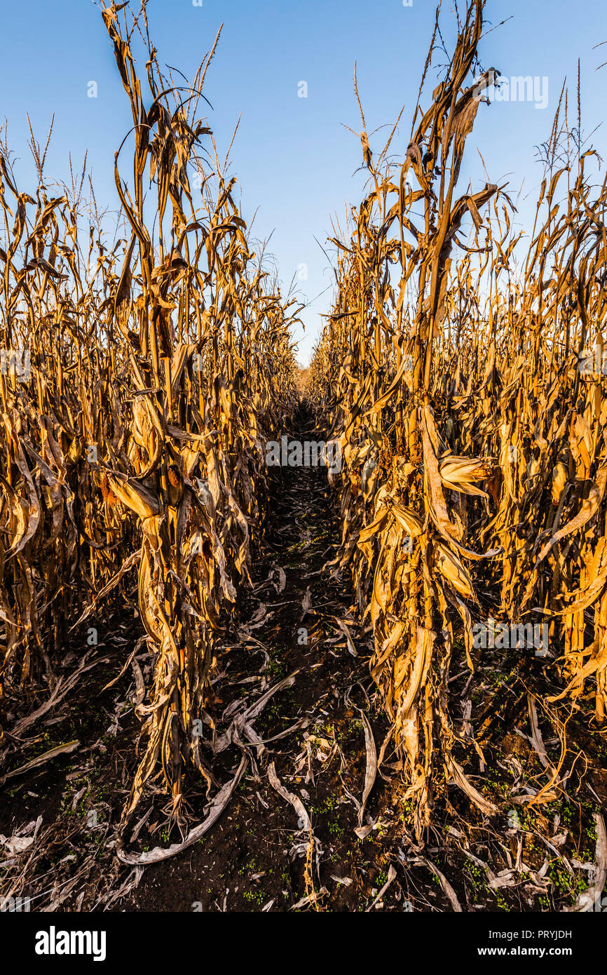 Corn Field Simsbury, Connecticut, USA Stock Photo - Alamy