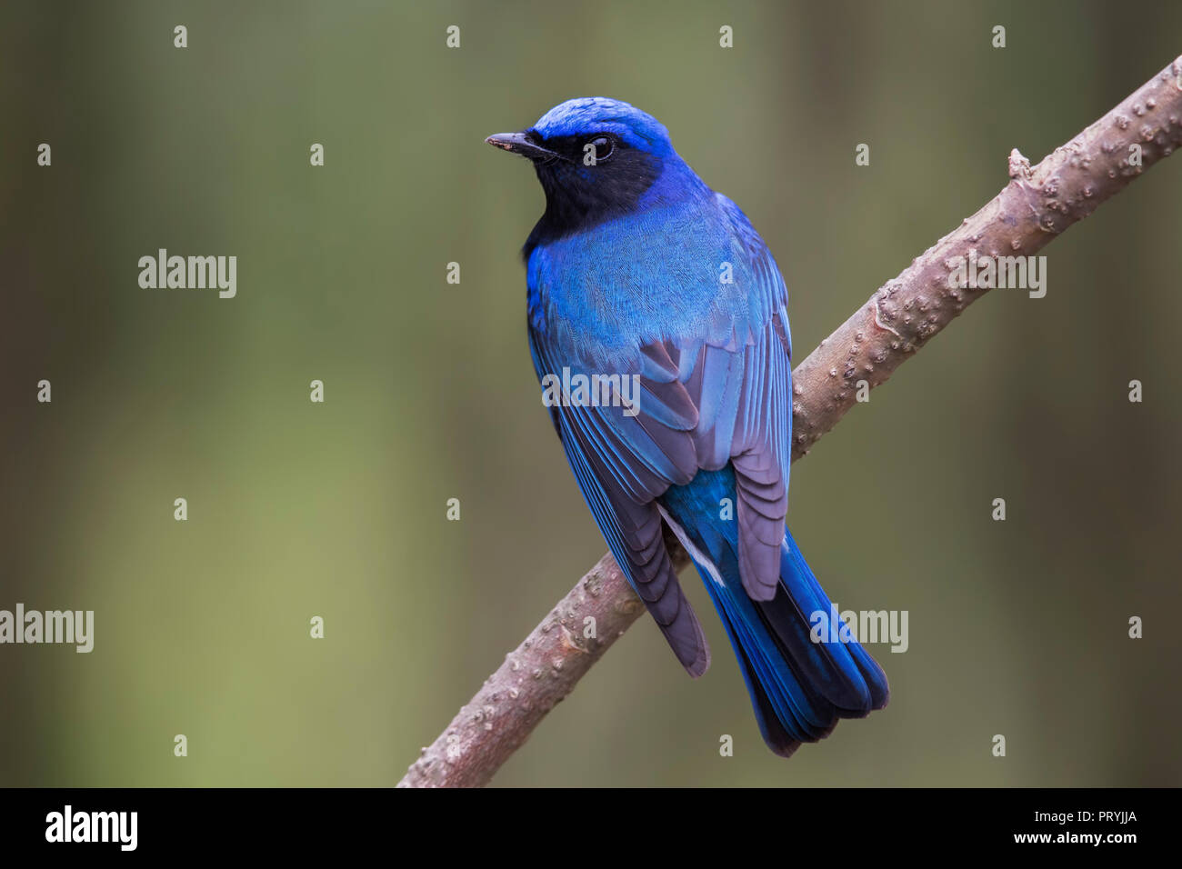 Handsome flycatcher hi-res stock photography and images - Alamy
