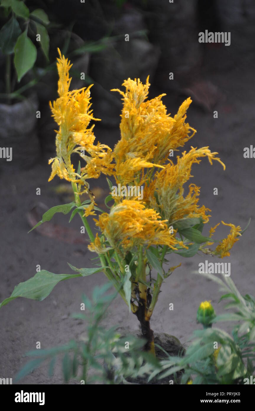 Beutifull tree hi-res stock photography and images - Alamy