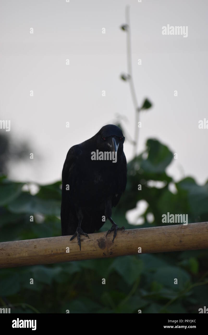 The black crook hi-res stock photography and images - Alamy